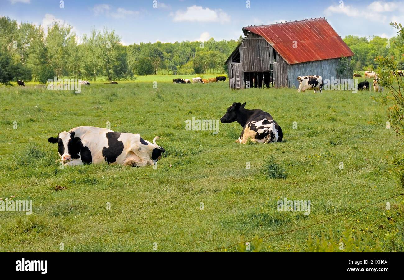 Lovely pastoral scene of an old barn and black and whit holstein milk ...
