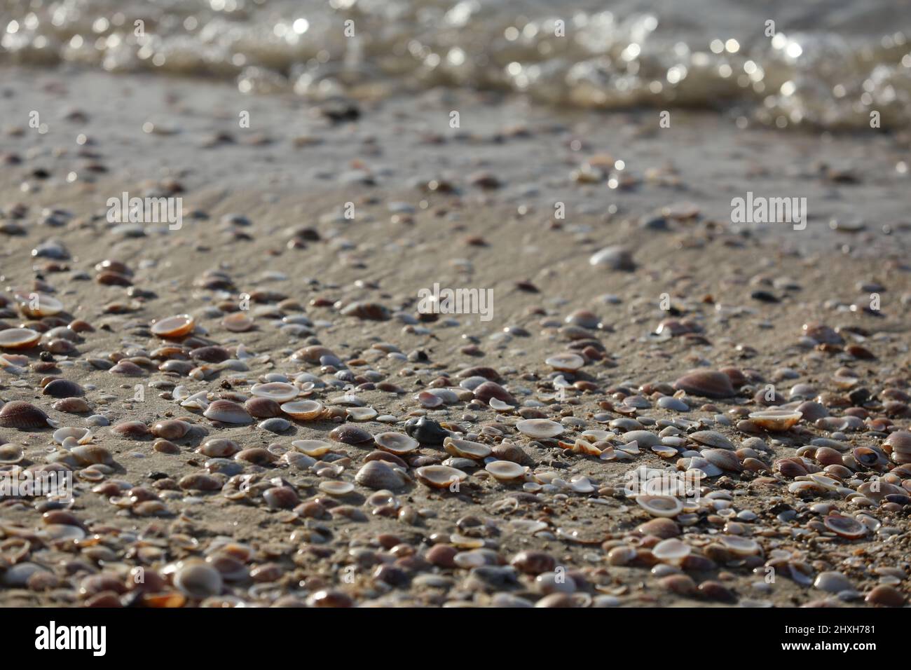 the seashore is strewn with many shells High quality Stock Photo - Alamy