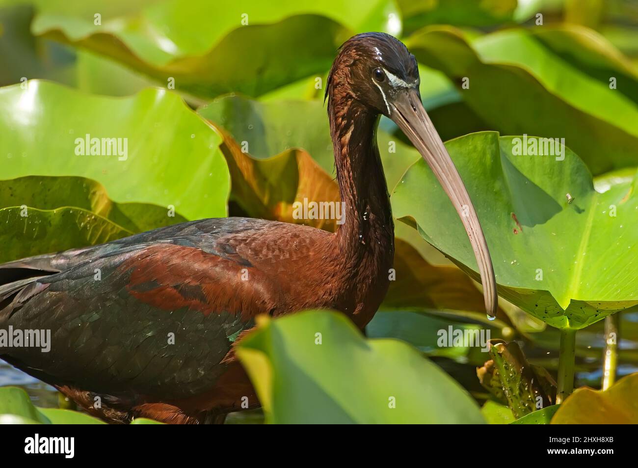 Glossy ibis hi-res stock photography and images - Alamy