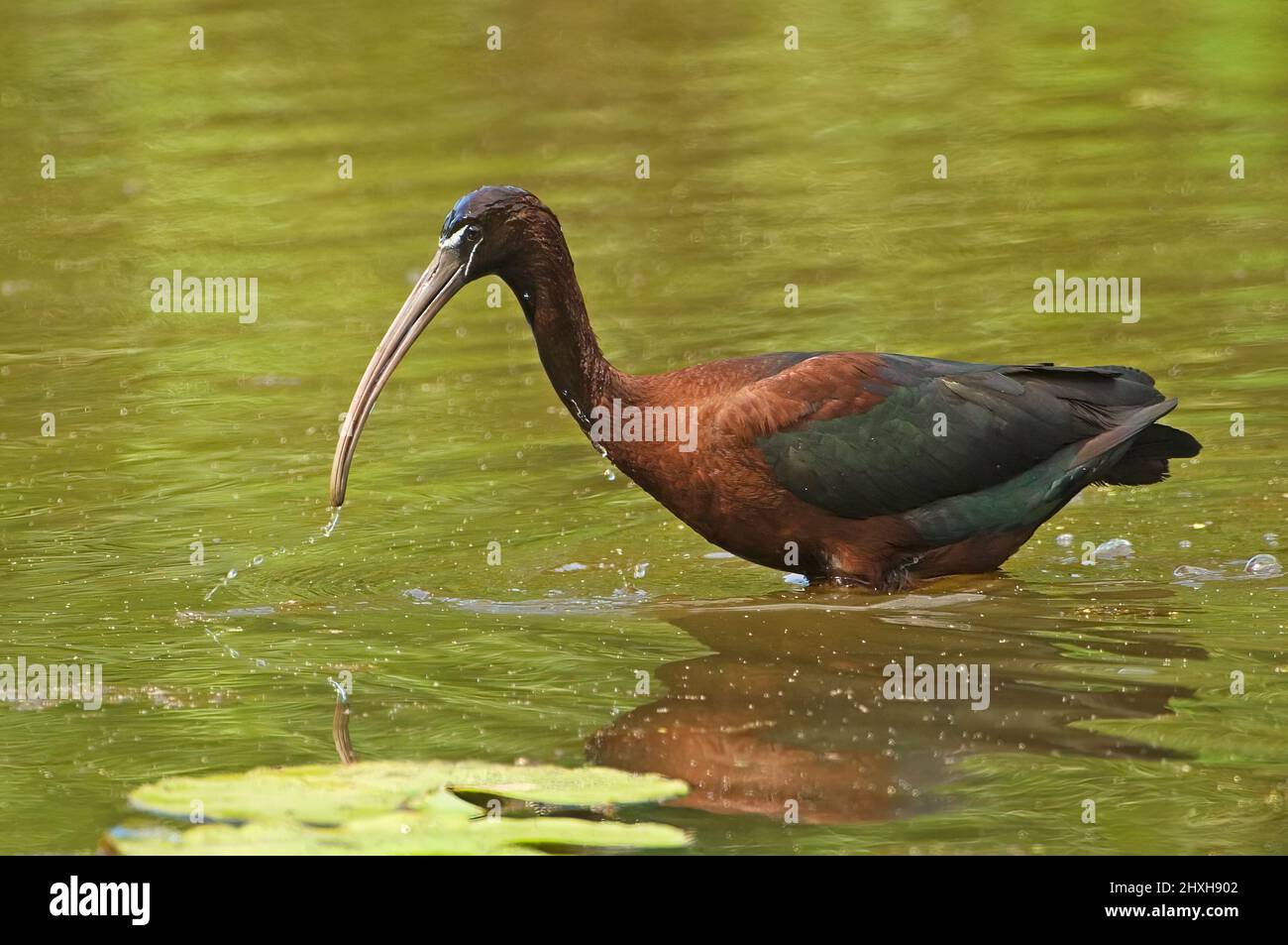 Glossy ibis ibis hi-res stock photography and images - Alamy