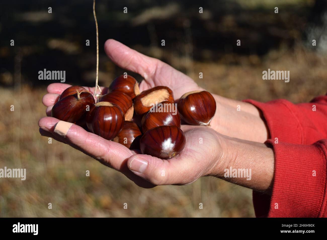 Magusto castanhas hi-res stock photography and images - Alamy