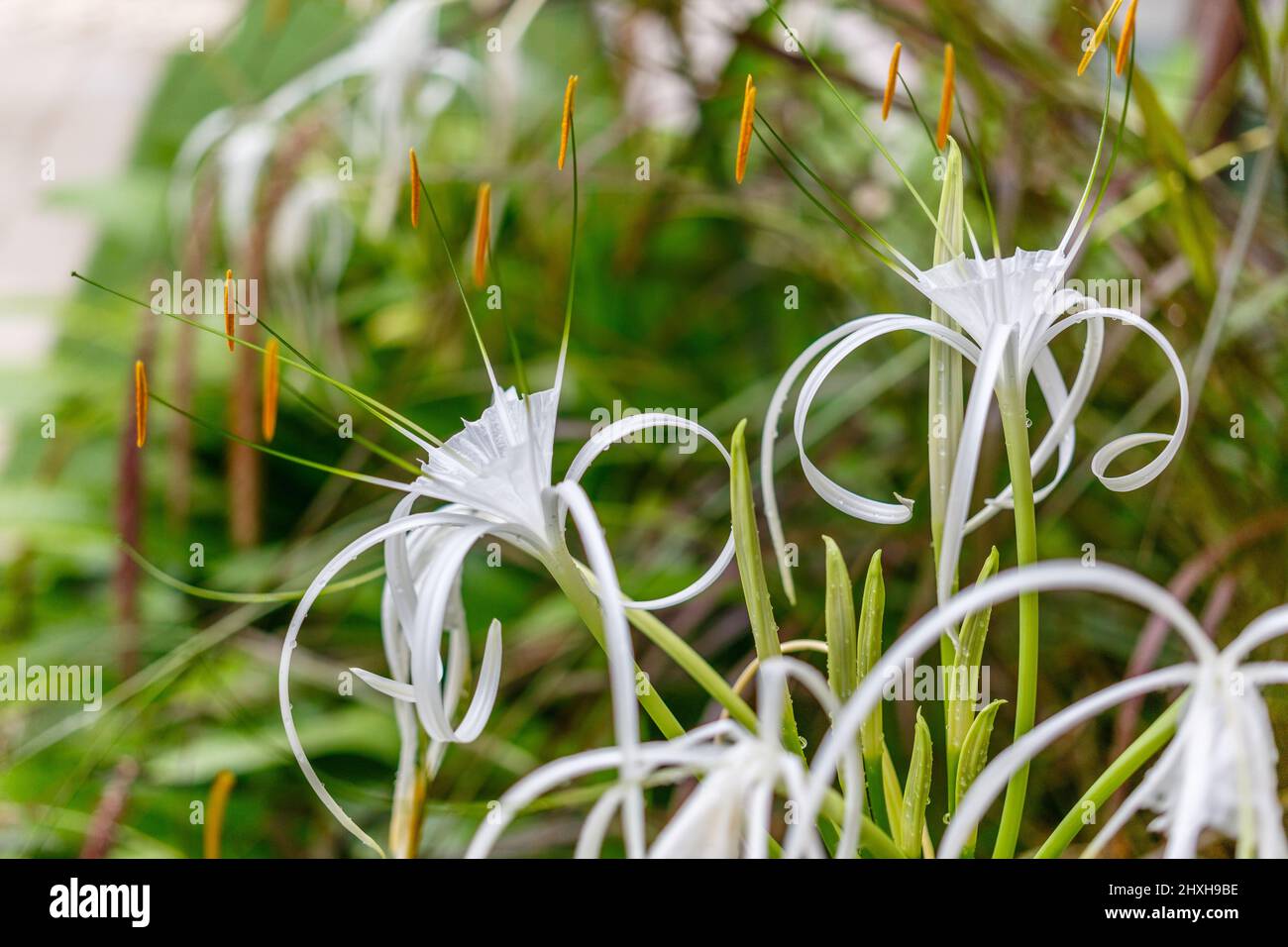 White blooming Spider Lily (Hymenocallis) in the garden. Bali ...