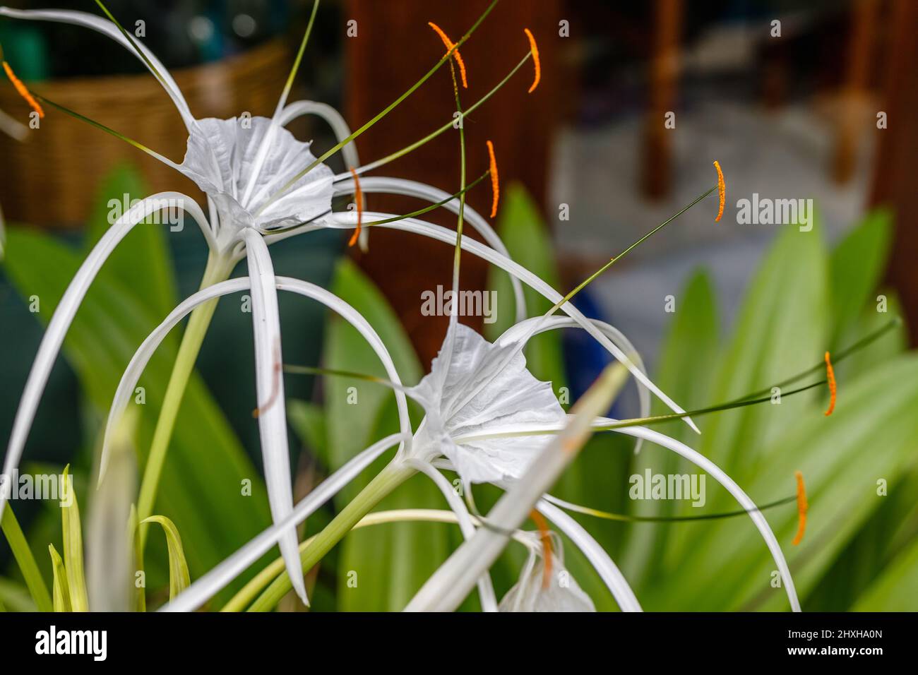 White blooming Spider Lily (Hymenocallis) in the garden. Bali ...