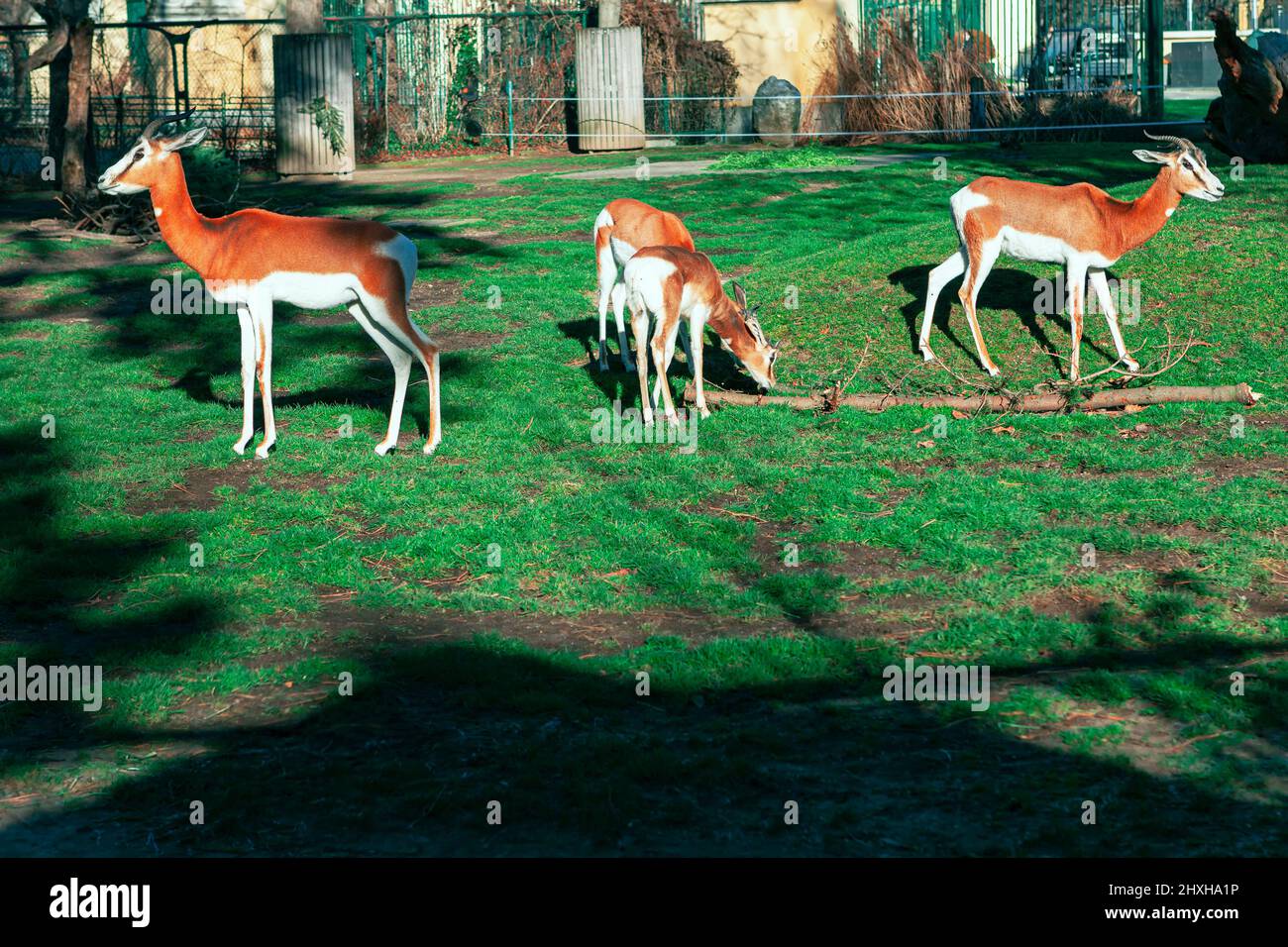 Impala animals at the grass . African horned animals , wildlife reserve ...