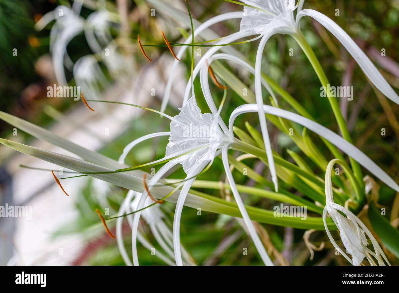 White blooming Spider Lily (Hymenocallis) in the garden. Bali ...