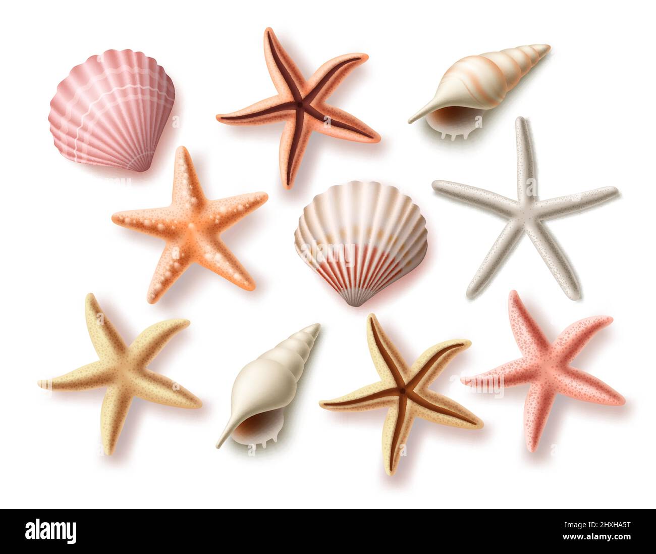 Whelk in shell Stock Vector Images - Alamy