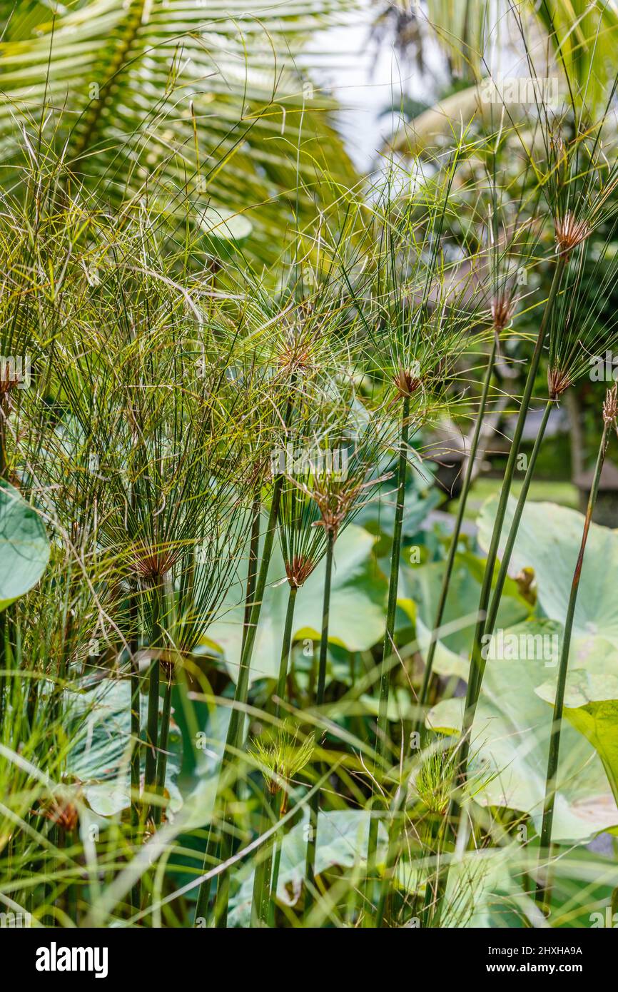 Green tropical plants in the pond. Lotus flower leaves. Ubud, Bali ...
