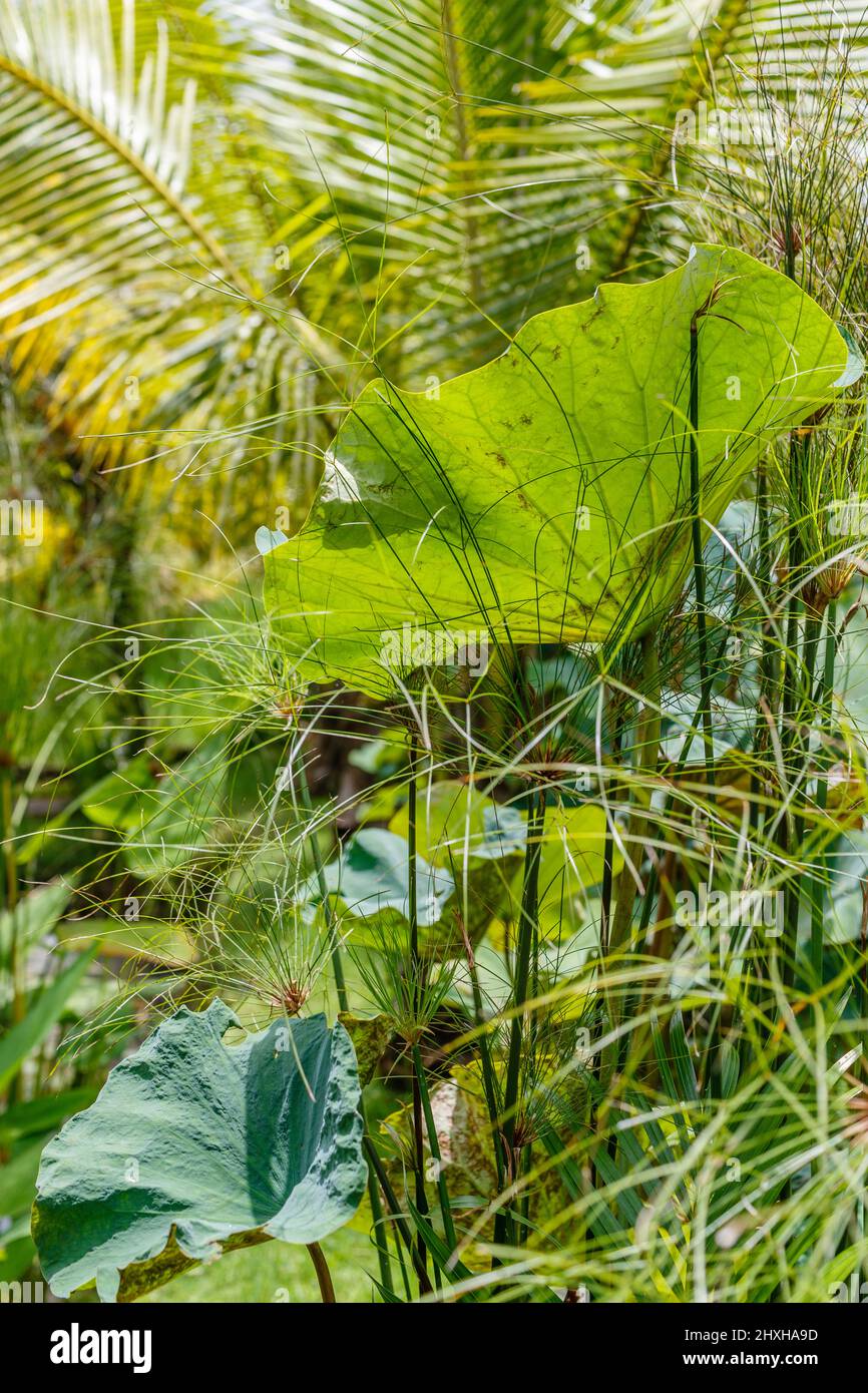 Green tropical plants in the pond. Lotus flower leaves. Ubud, Bali ...