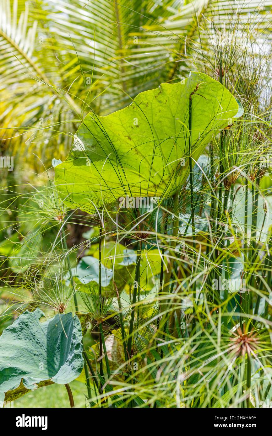 Green tropical plants in the pond. Lotus flower leaves. Ubud, Bali ...