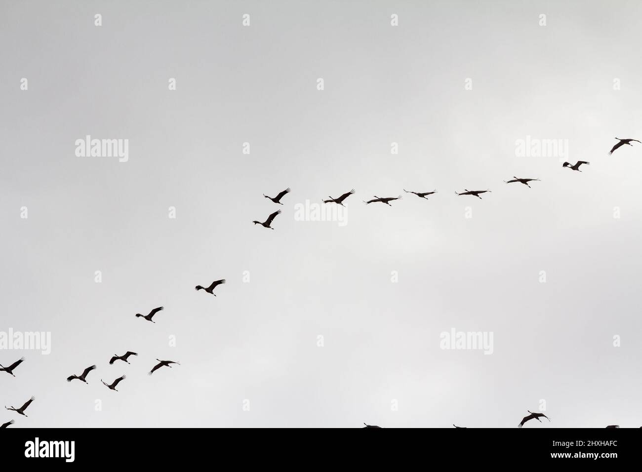 Picture of a v shape flock of birds flying in a blue sky, made of wild ...