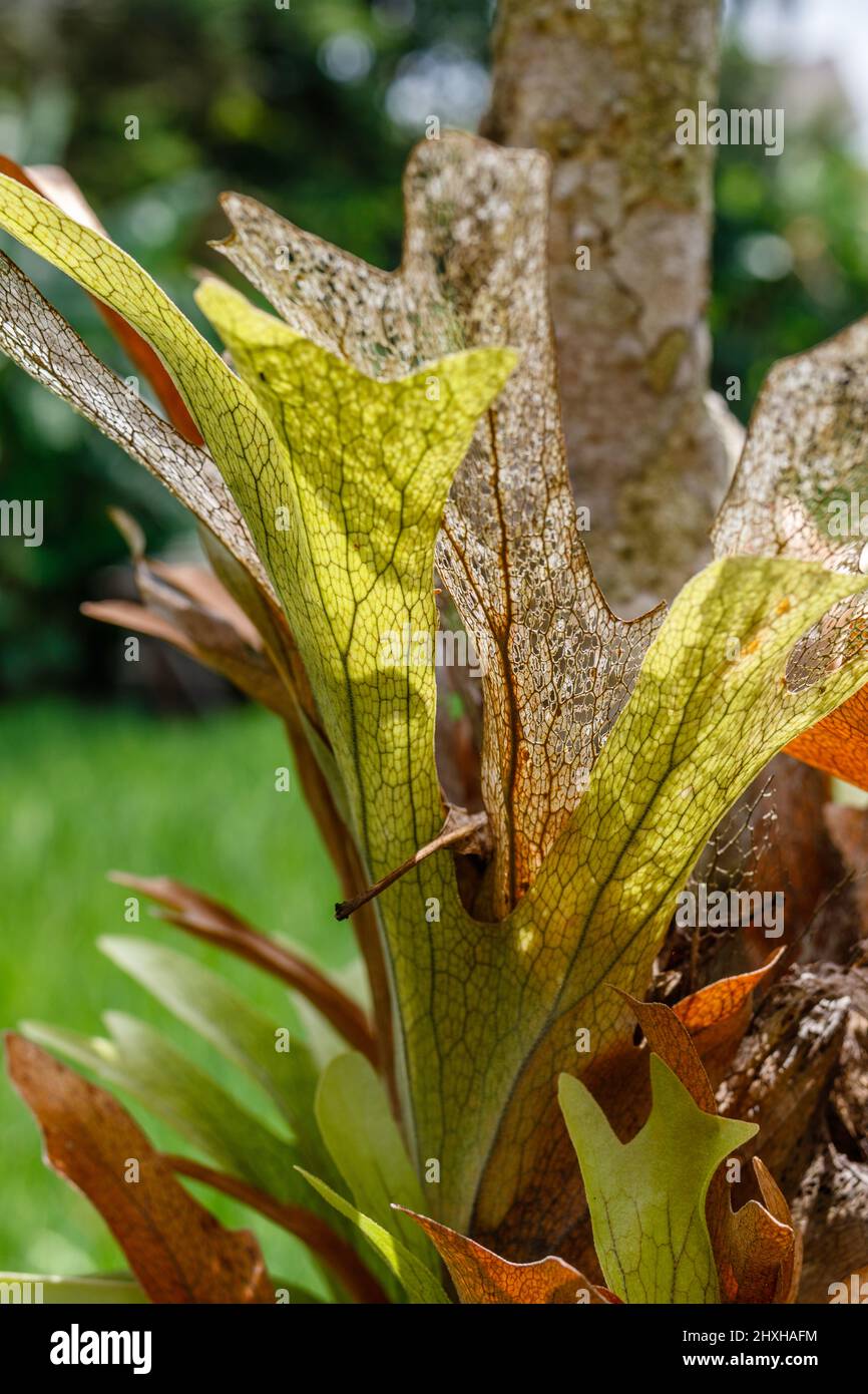 Platycerium, staghorn or elkhorn fern growing on the tree trunk. Bali ...