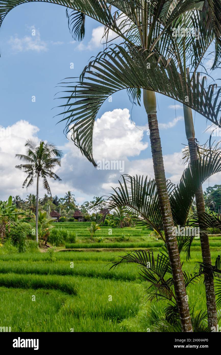 Rice field and palm trees, Ubud, Bali Island, Indonesia. Vertical image ...