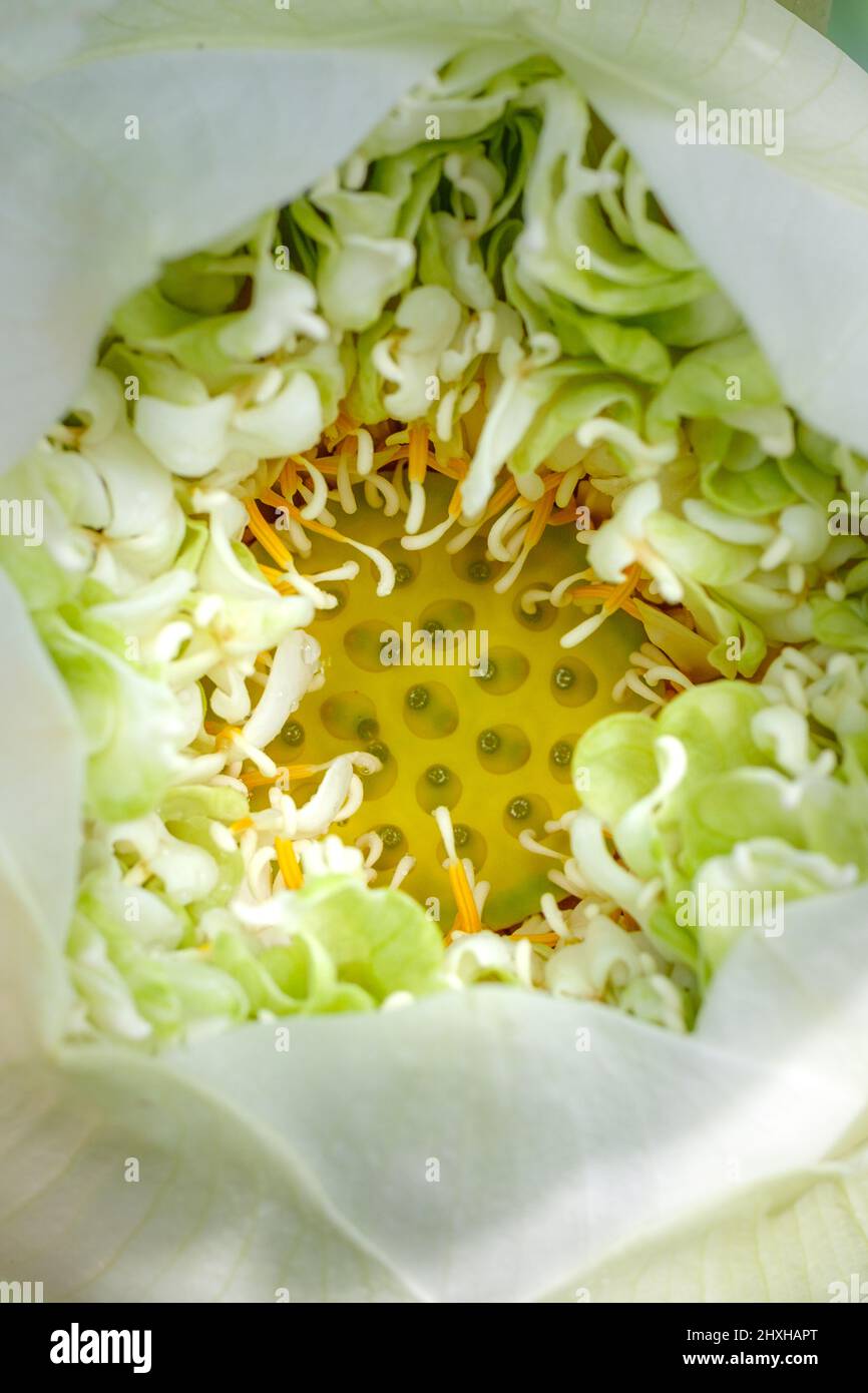 Blooming white Wild Lotus Flower, Ubud, Bali Island, Indonesia ...