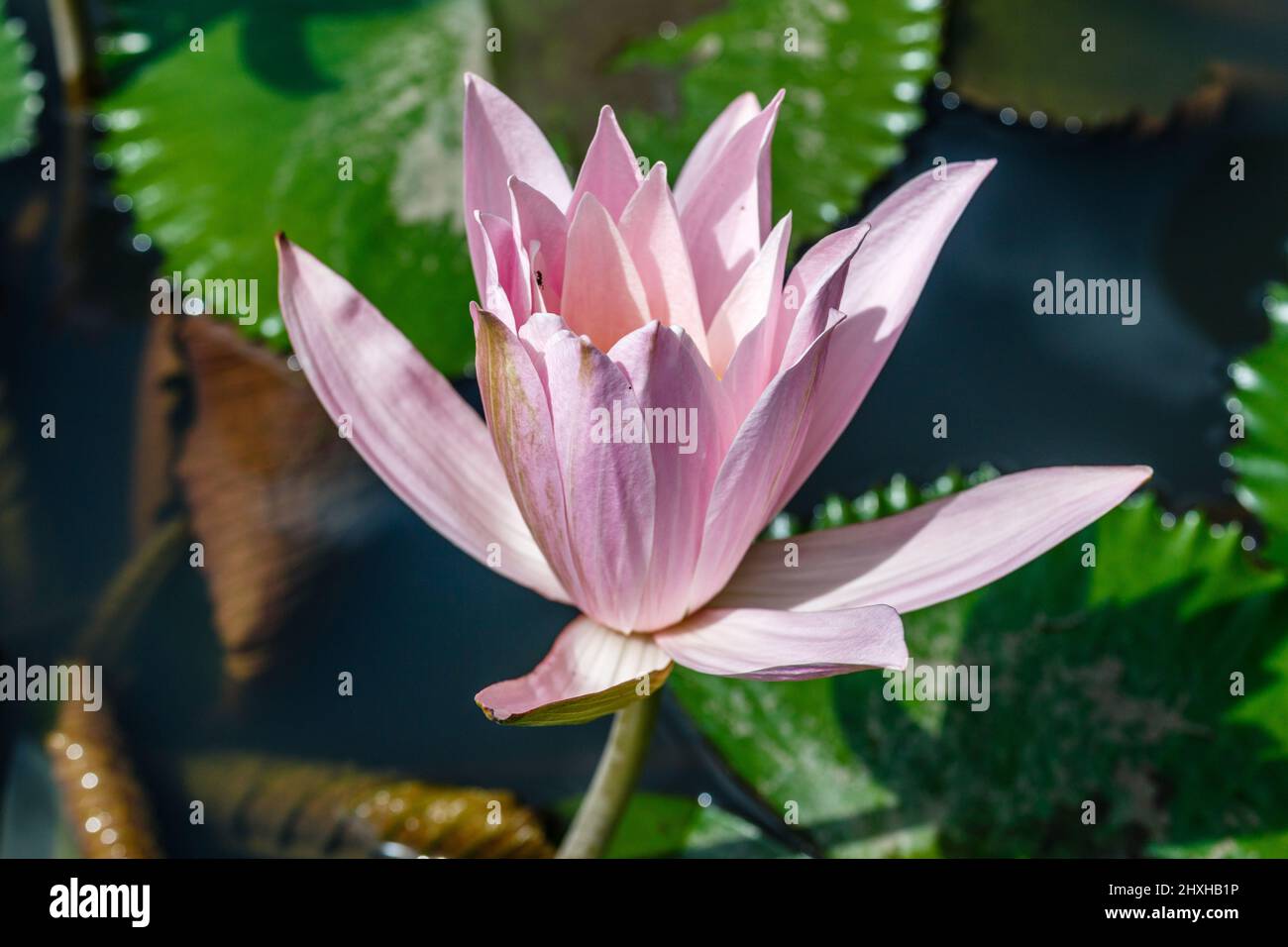 Bali national flower hi-res stock photography and images - Alamy