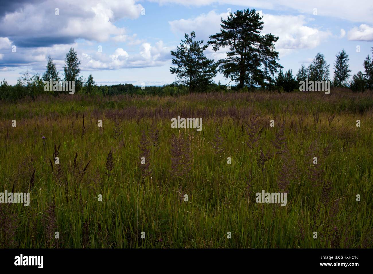Beautiful landscape of the Russian North in the leningrad region Summer ...