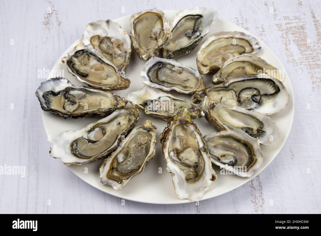 platter of open oysters on a white background Stock Photo - Alamy
