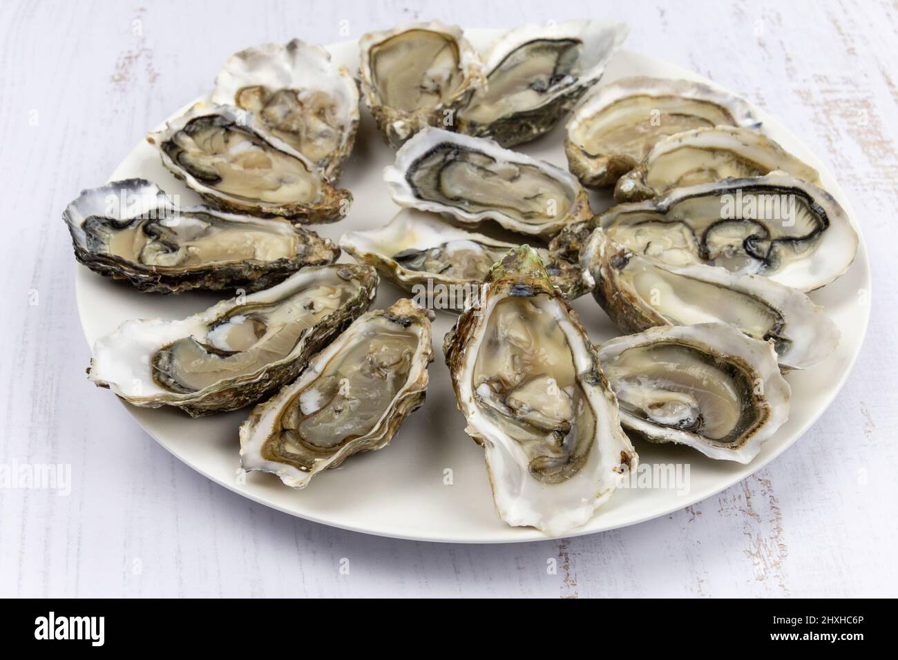 platter of open oysters on a white background Stock Photo - Alamy