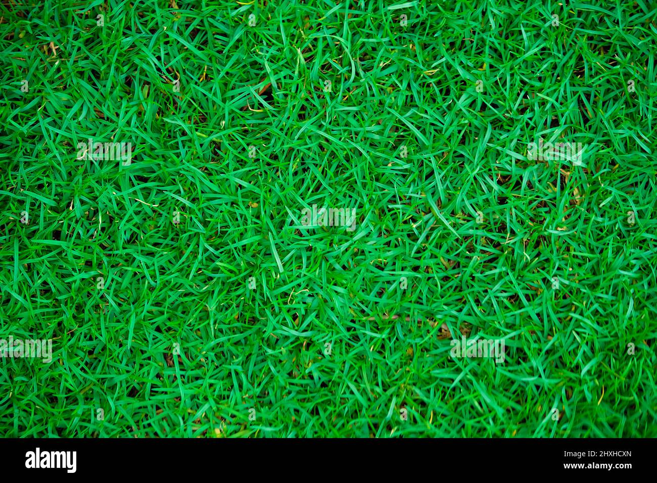 Abstract green nature grass botanic background froral texture Stock ...