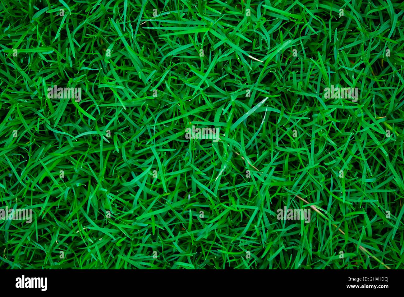 Froral pattern hi-res stock photography and images - Alamy
