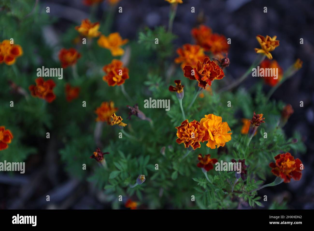 Most beautiful marigold flower hi-res stock photography and images - Alamy
