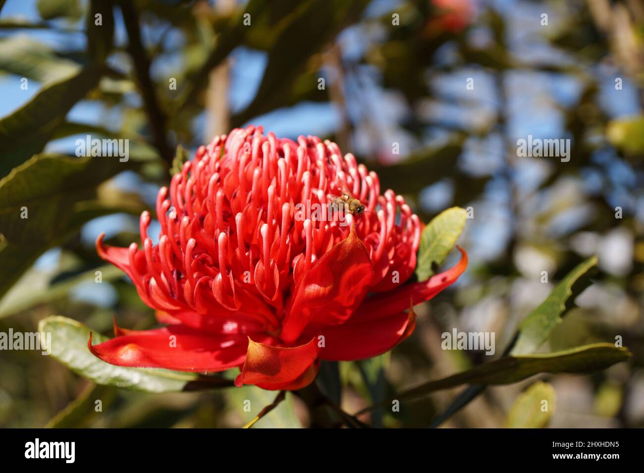 Flower with Bee, Auckland Botanical Garden Stock Photo - Alamy