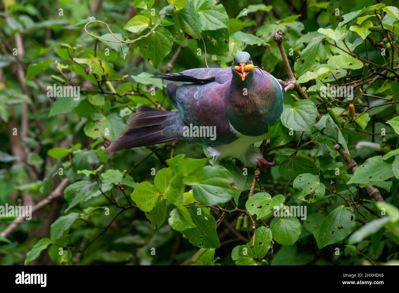 Beautiful Wood Pigeon, Kereru, New Zealand Stock Photo - Alamy