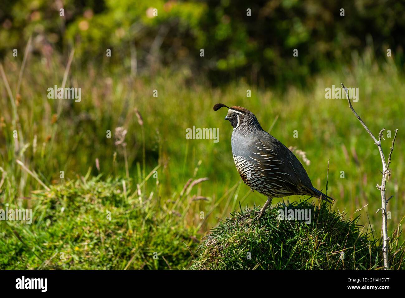 Common quail in grass hi-res stock photography and images - Alamy