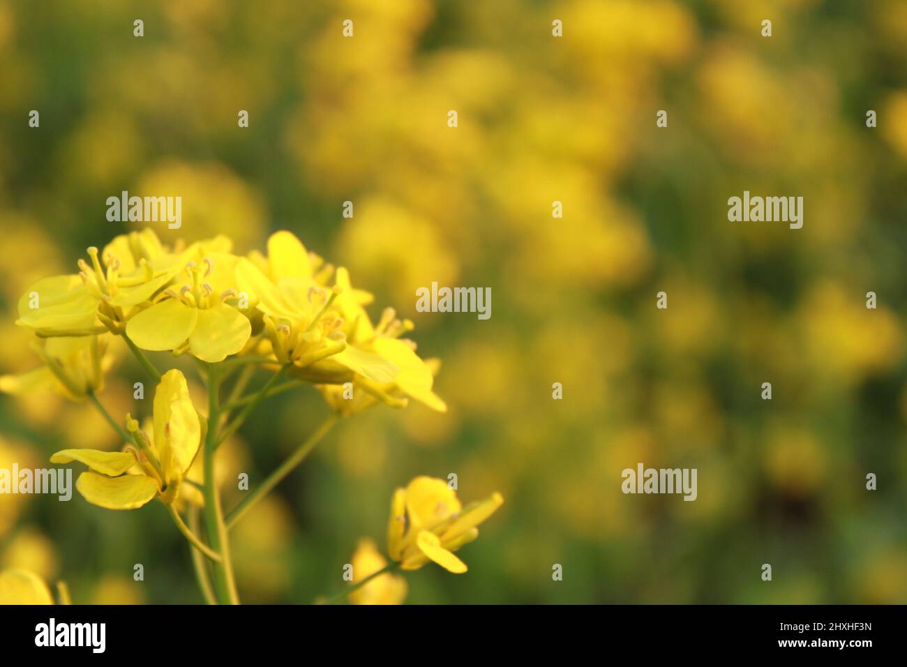 Mustard plant flower, become mustard seed used for oil in India Stock ...