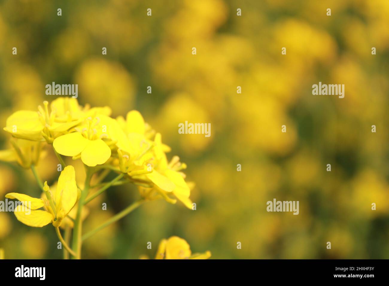 Mustard plant flower hi-res stock photography and images - Alamy