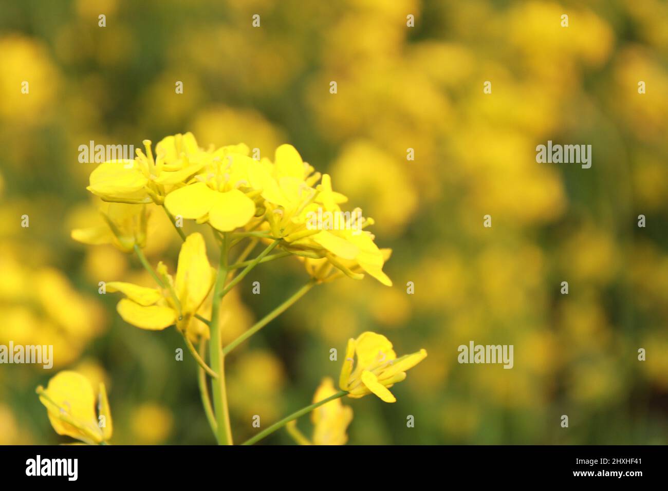 Mustard Flower Wallpaper High Resolution Stock Photography and Images ...