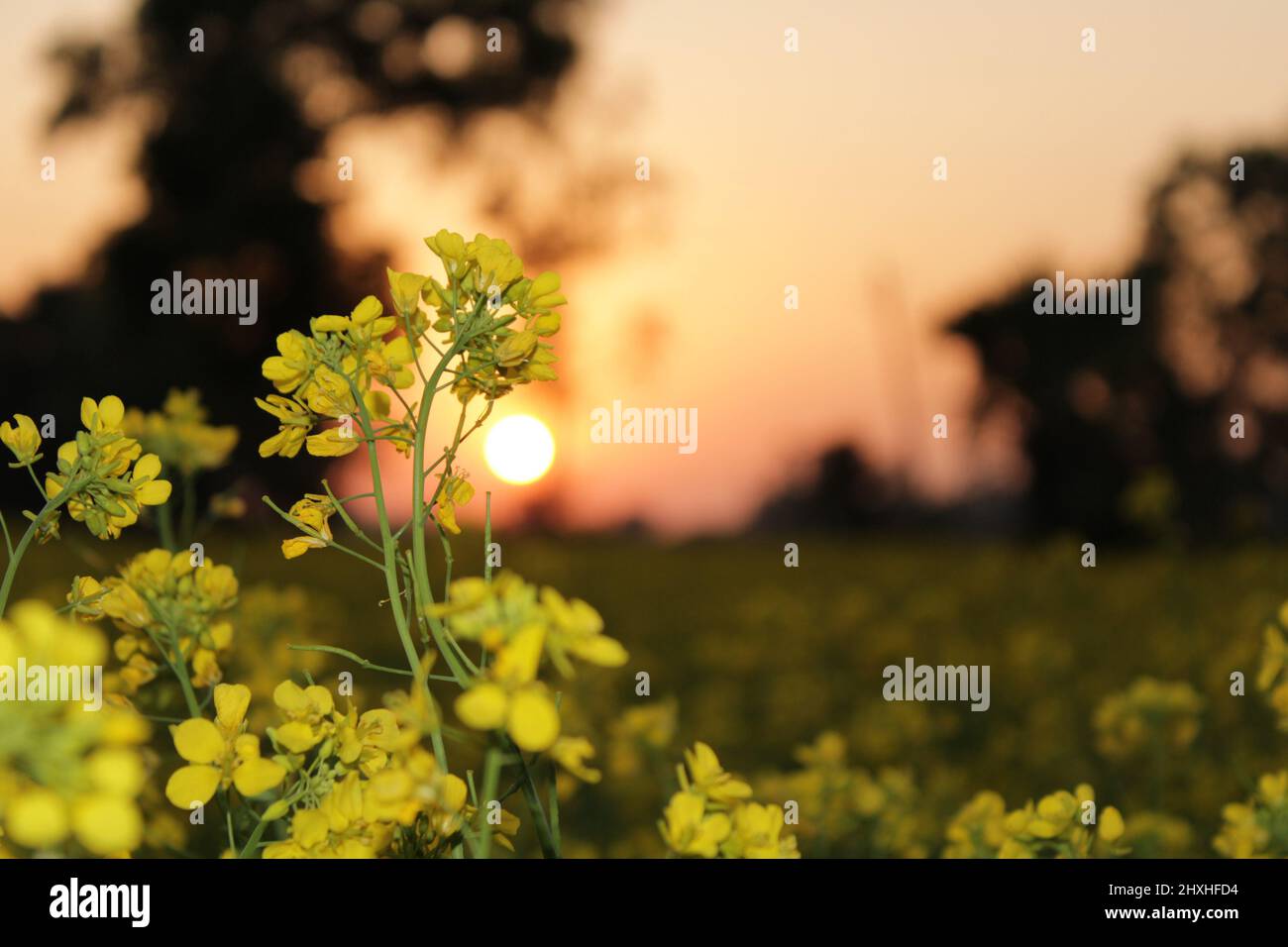 Indian farm sunset hi-res stock photography and images - Alamy