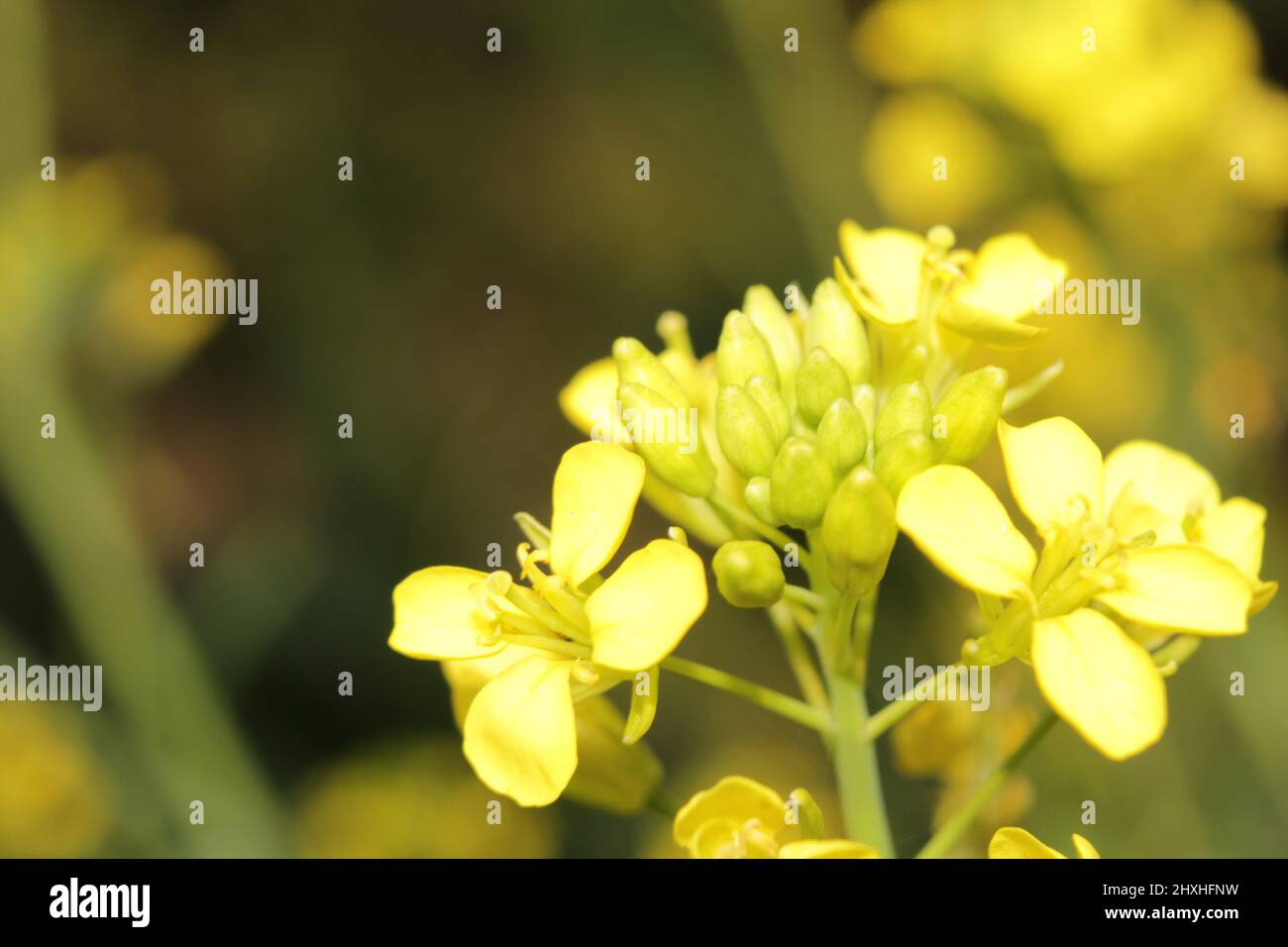 Mustard plant flower hi-res stock photography and images - Alamy