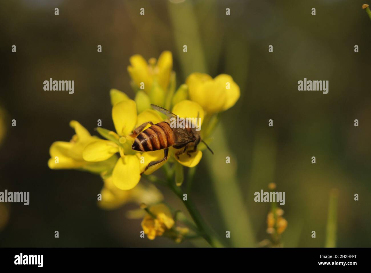 Honey bee on Mustard flower Stock Photo - Alamy