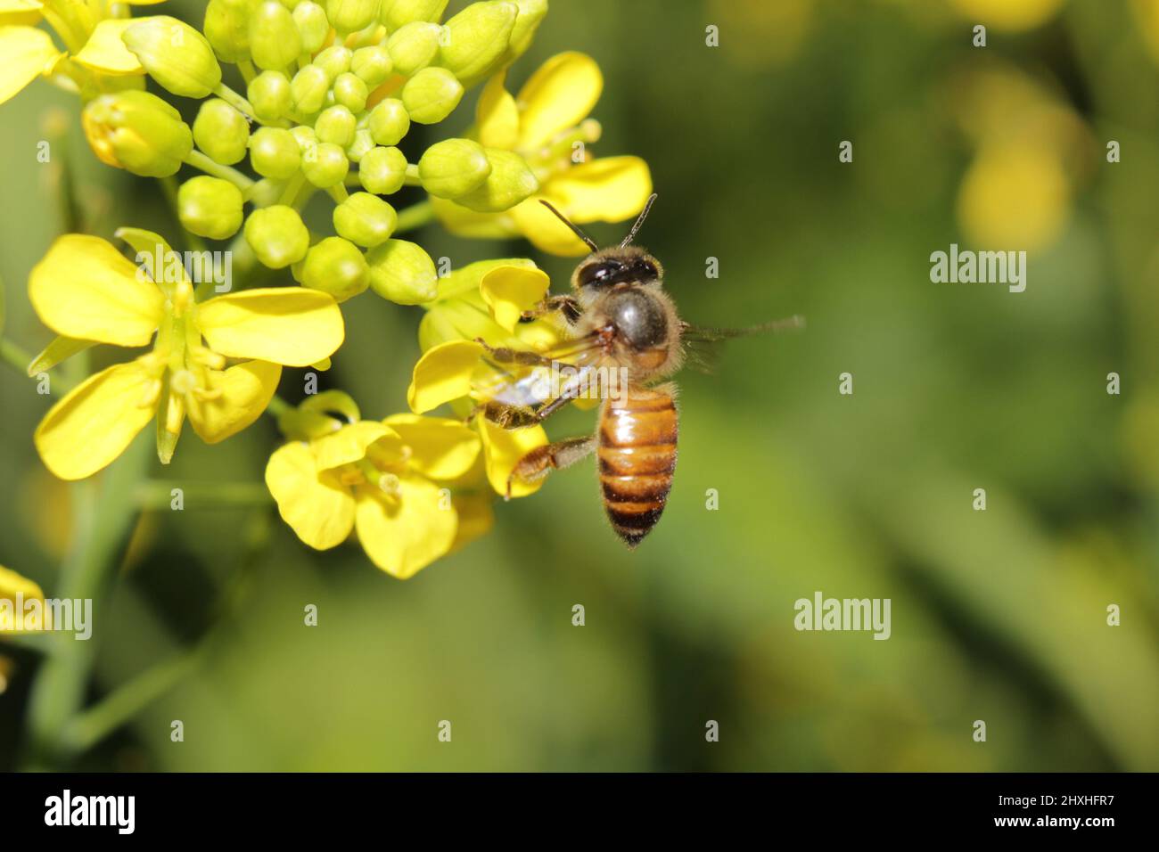 Honey bee on Mustard flower Stock Photo - Alamy