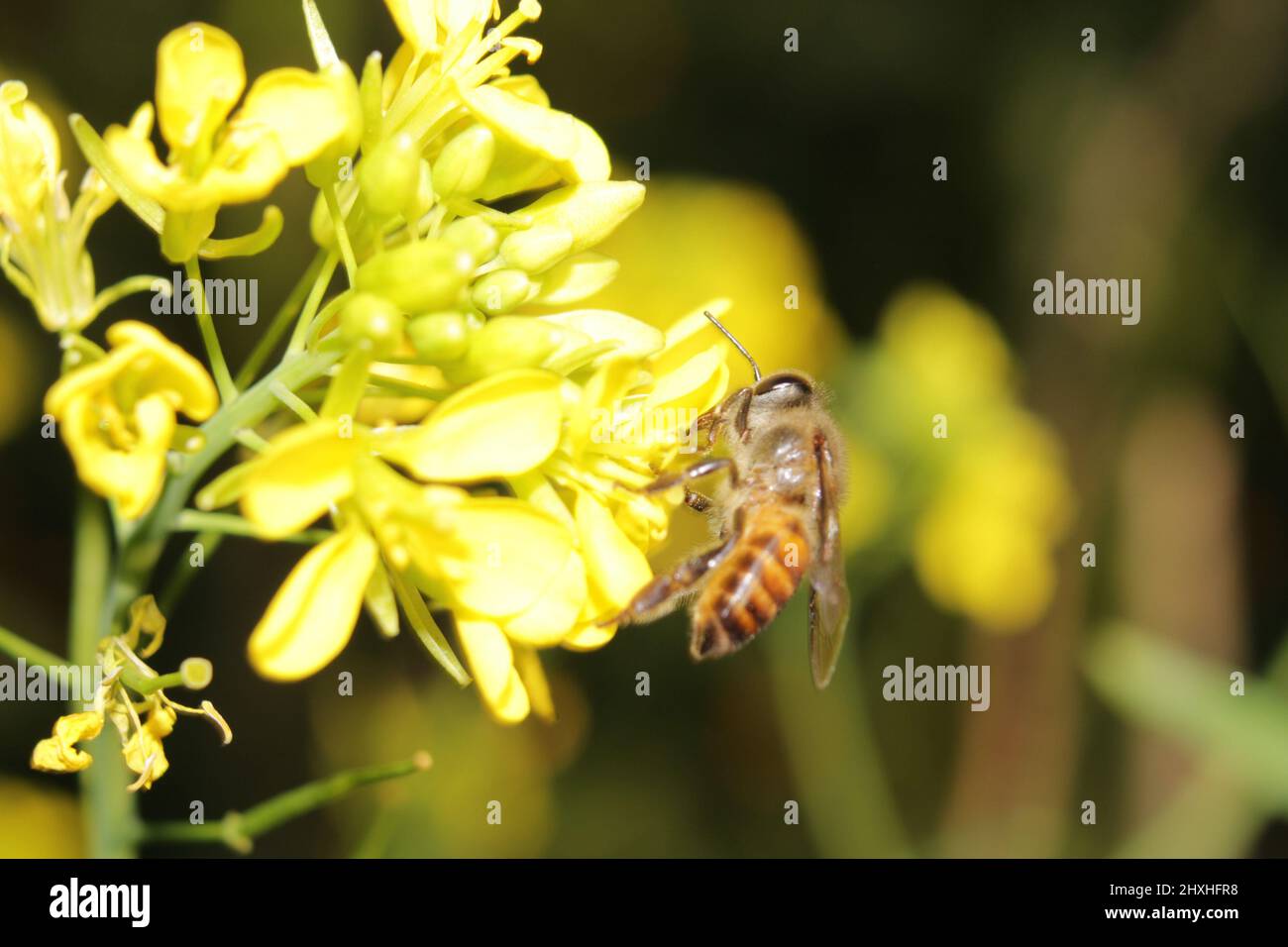 Honey bee on Mustard flower Stock Photo - Alamy