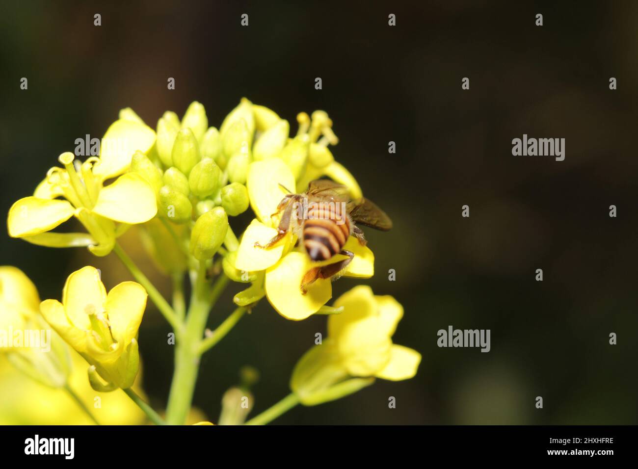 Honey bee on Mustard flower Stock Photo - Alamy