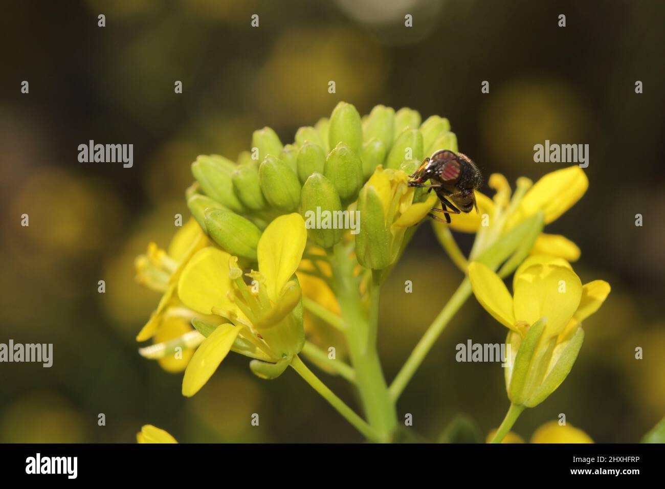 Honey bee on Mustard flower Stock Photo - Alamy