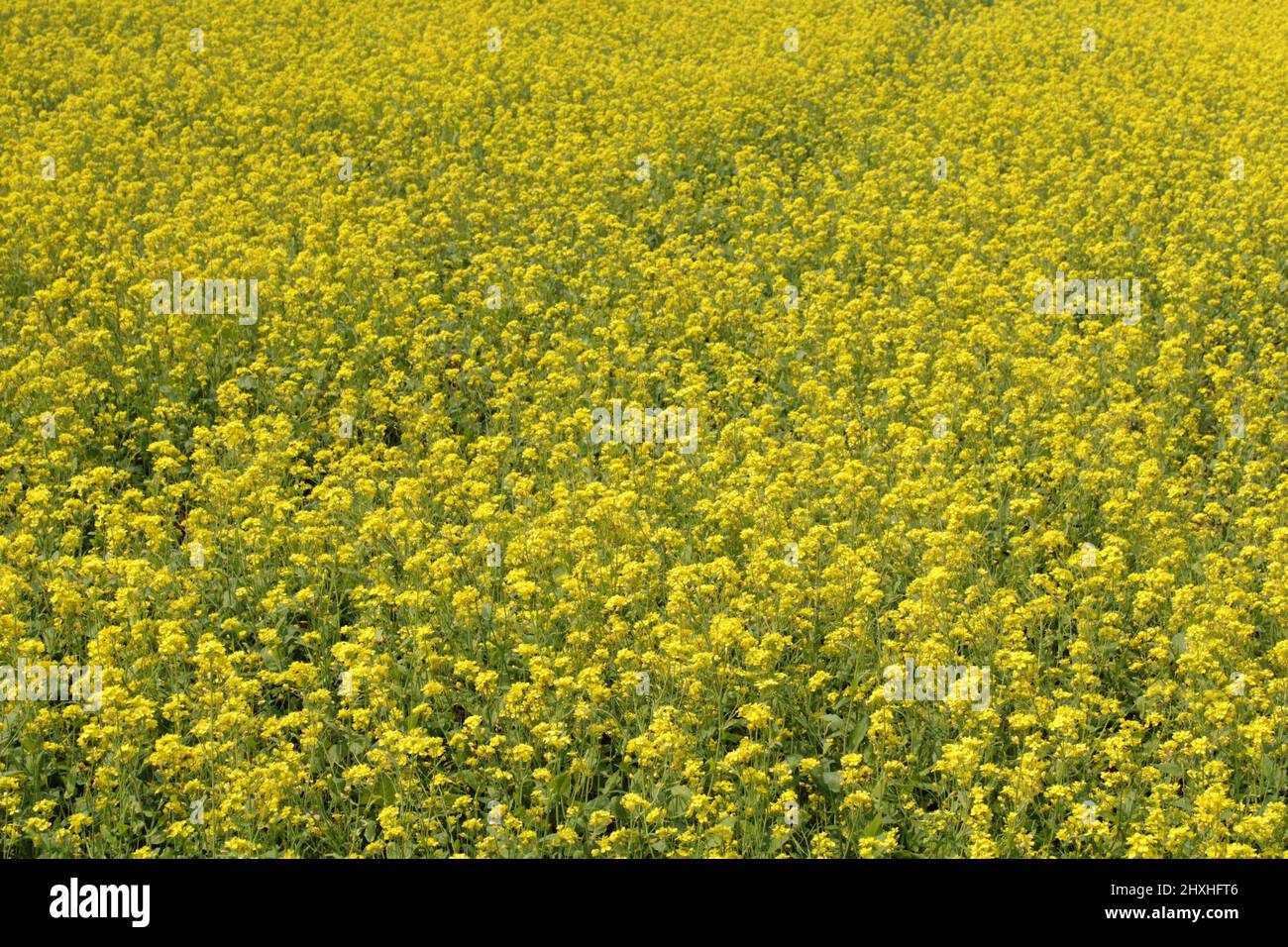 Beautiful and Yellow Mustard Flowers Stock Photo - Alamy