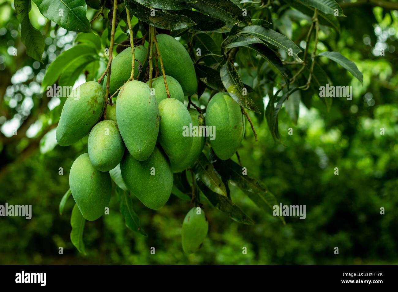 Mango plantation, india hi-res stock photography and images - Alamy