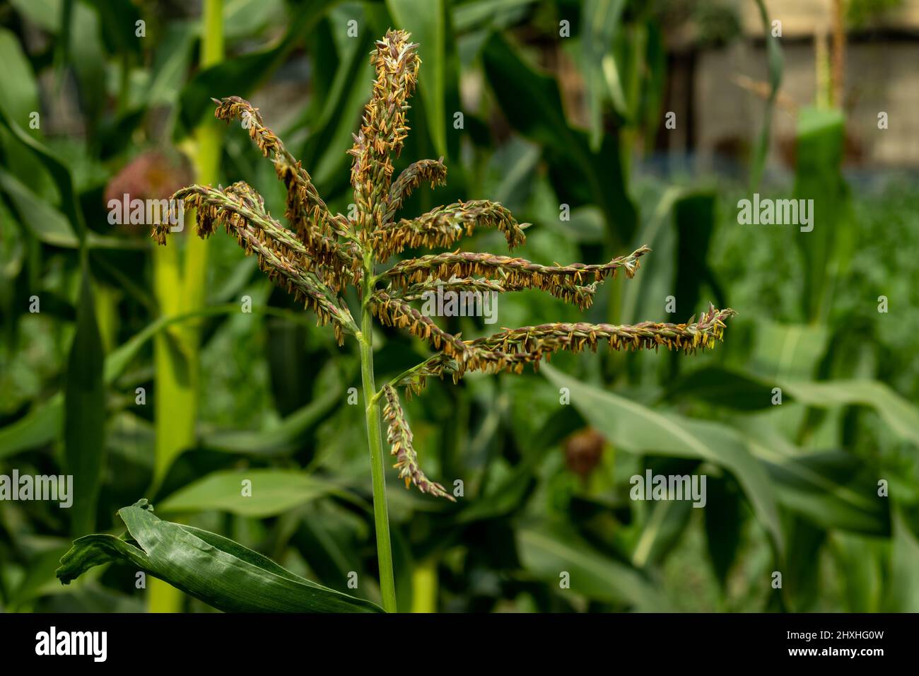 Maize, Zea mays, is an annual grass in the family Poaceae and is a ...
