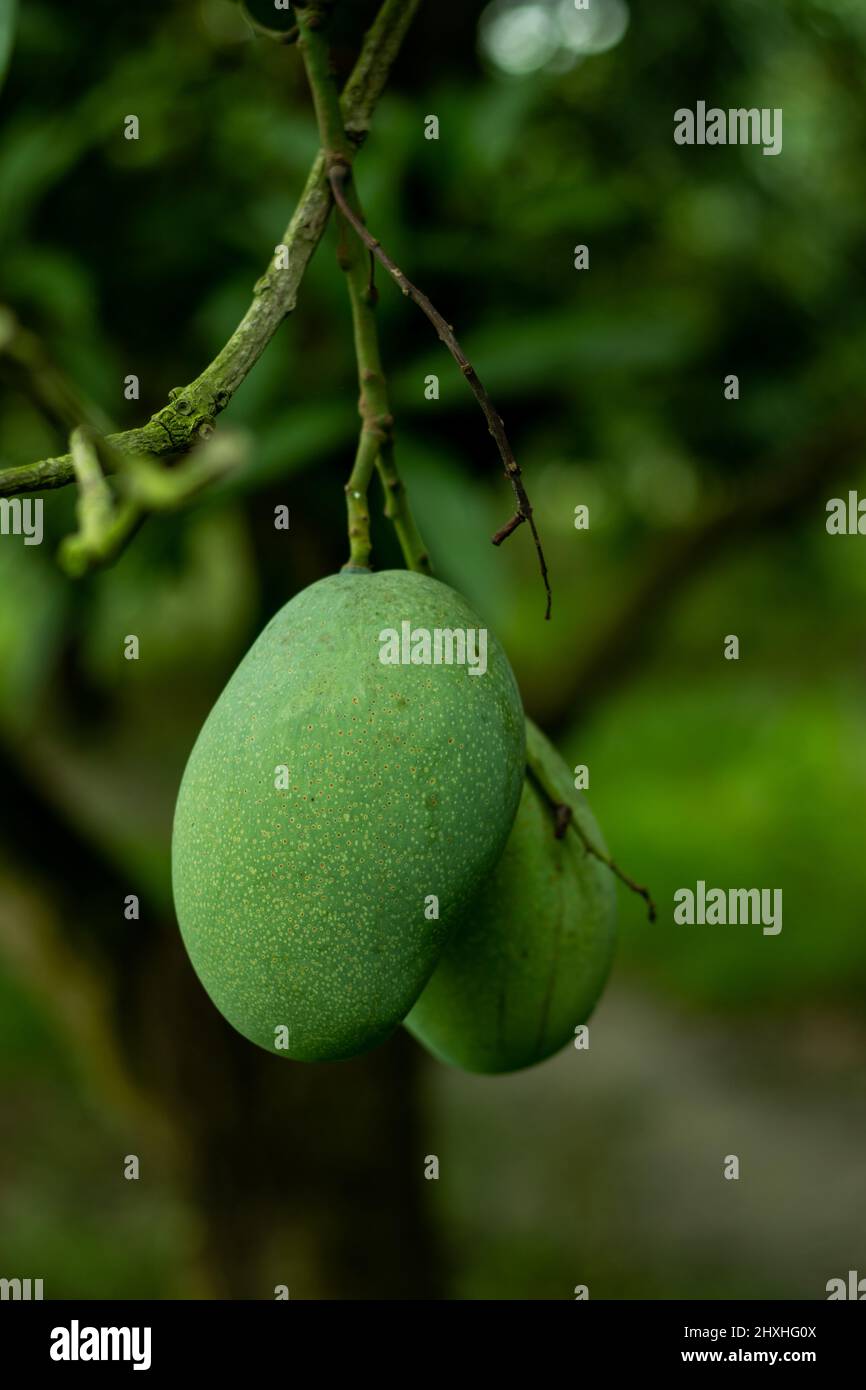 Mangoes are a good source of fiber and antioxidants, including vitamin ...
