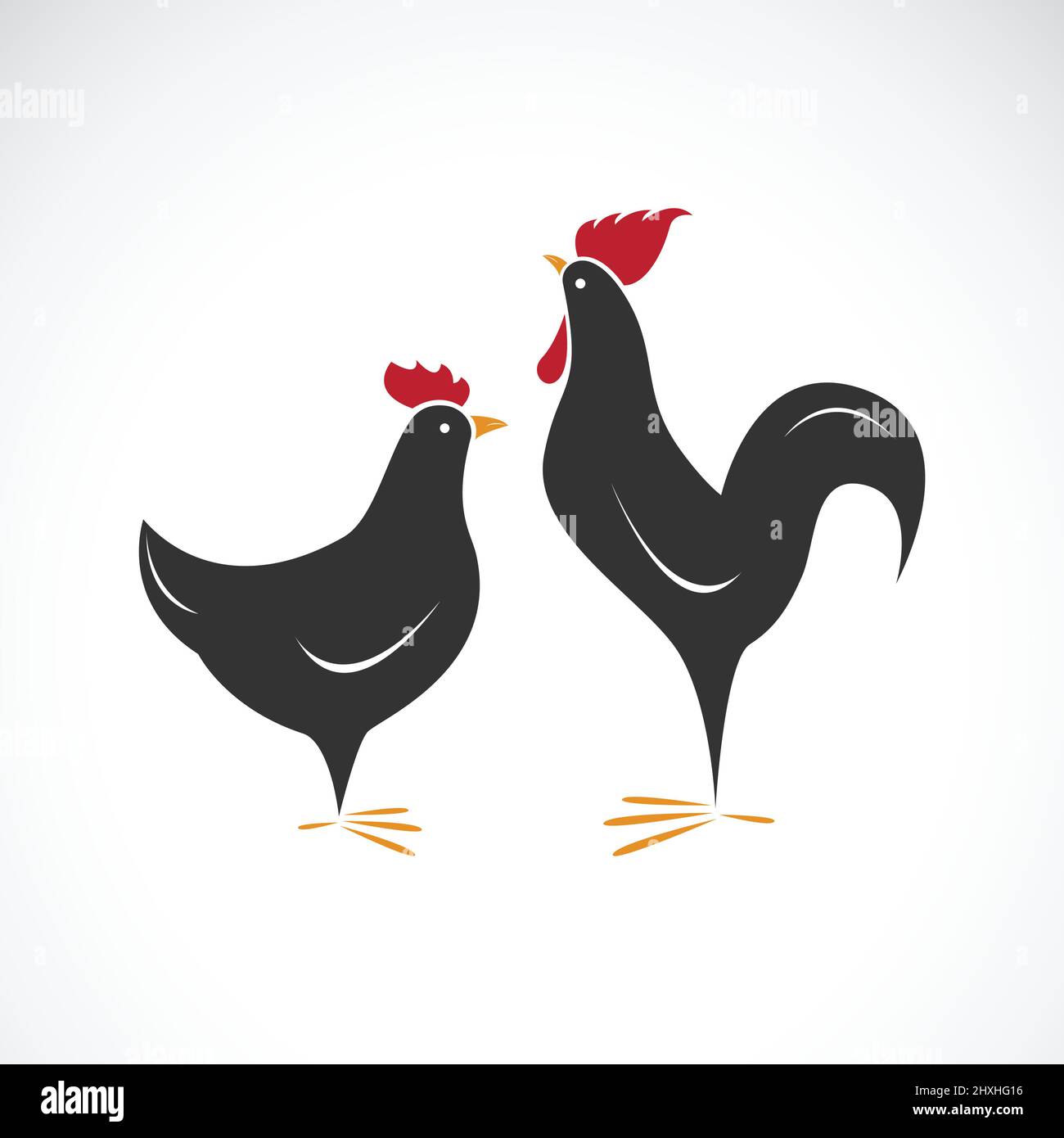 Vector of male and female chickens design on white background. Animal ...