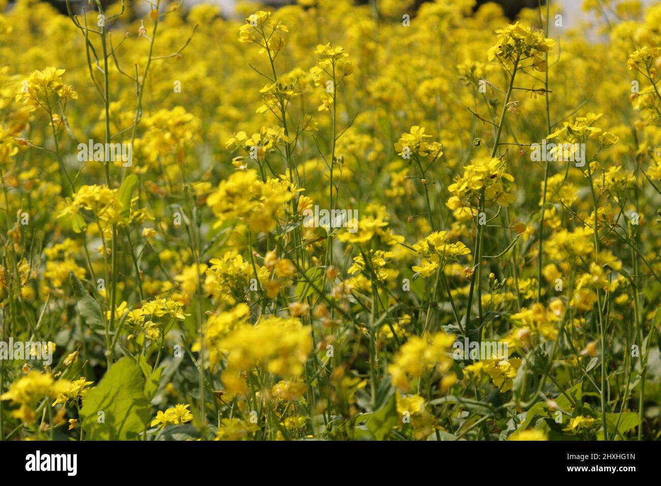 Insect field mustard plant hi-res stock photography and images - Alamy