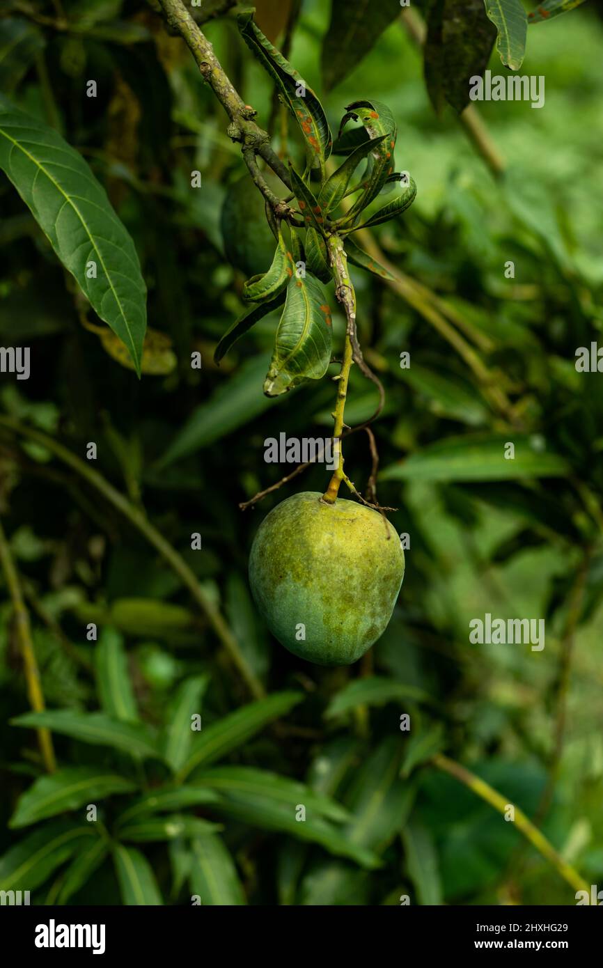 Mangos taste fresh and rich with a spicy and exotic nuance. Mangos are ...