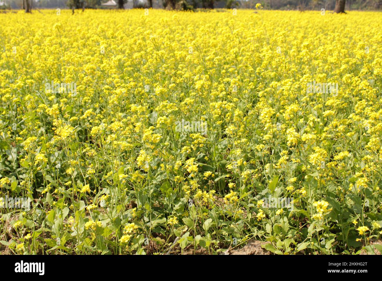 Field of yellow spring mustard flowers.India, Odisha Stock Photo - Alamy