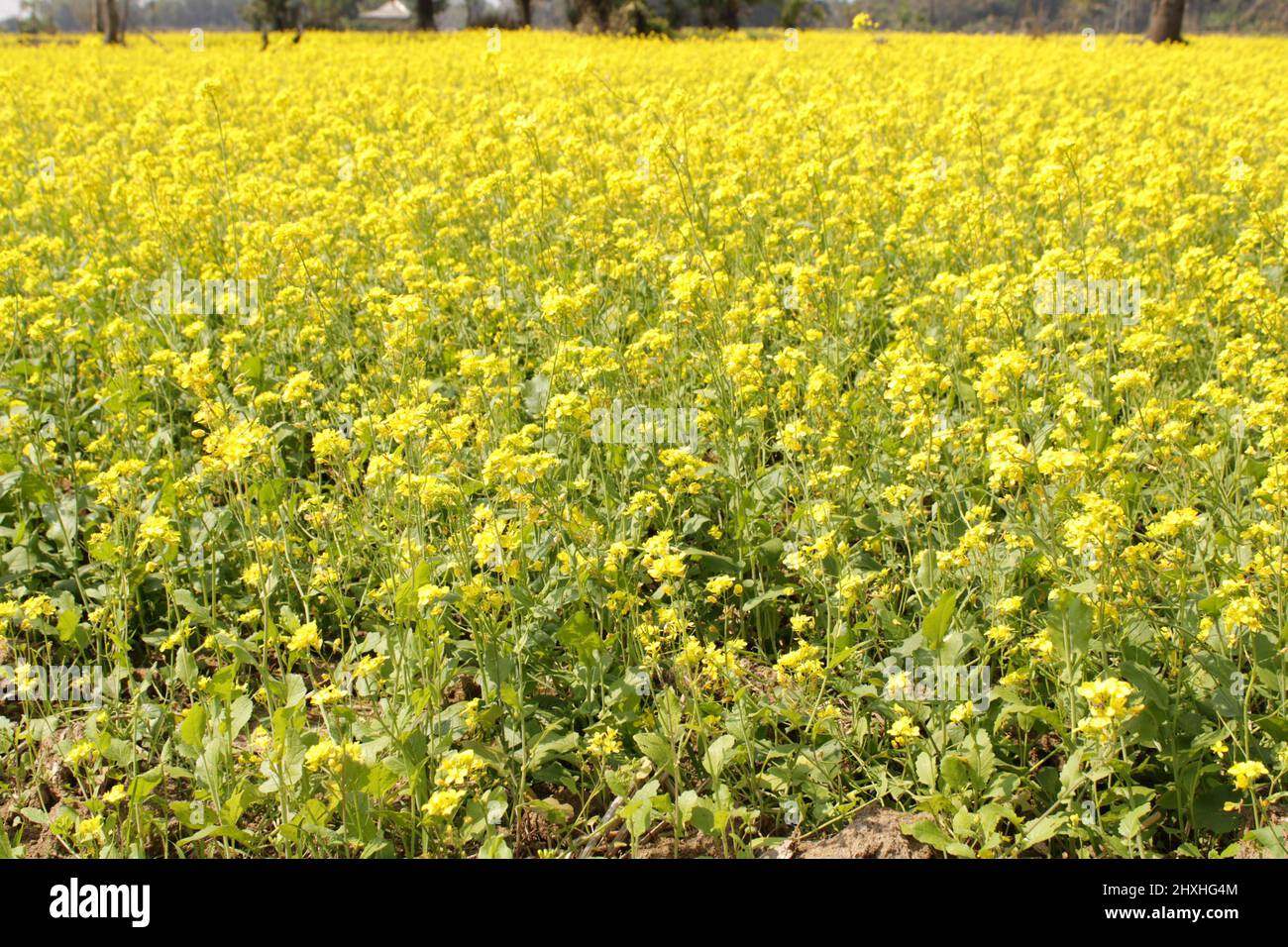 Mustard Flower Field, India, Odisha Stock Photo - Alamy