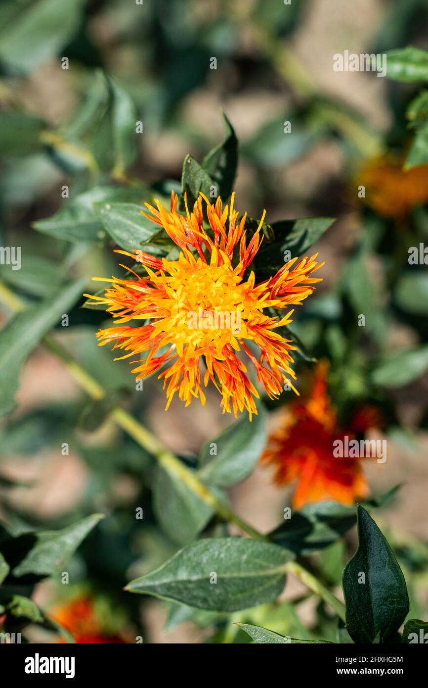 Safflower hi-res stock photography and images - Alamy