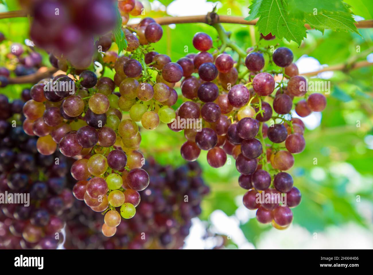 Red grape on vine of tree with green leaf vine fruit Stock Photo - Alamy