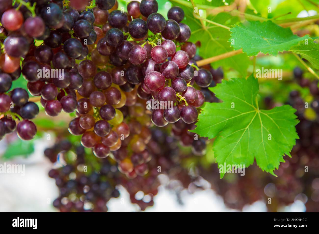 Red grape on vine of tree with green leaf vine fruit Stock Photo - Alamy
