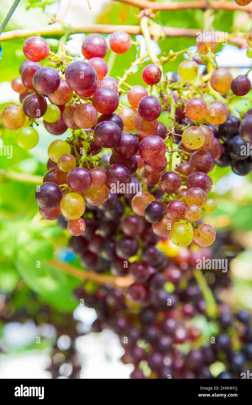 Red grape on vine of tree with green leaf vine fruit Stock Photo - Alamy
